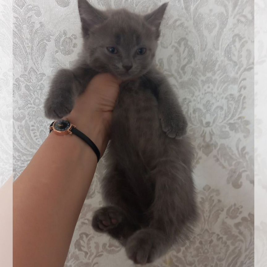 Котята русская голубая