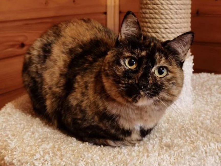 Кошка в дар