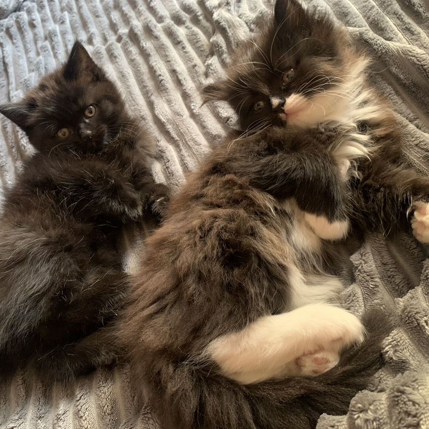 Отдам котят в добрые руки