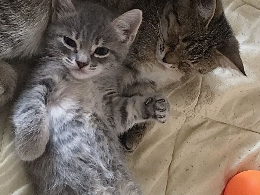 Котята в добрые руки