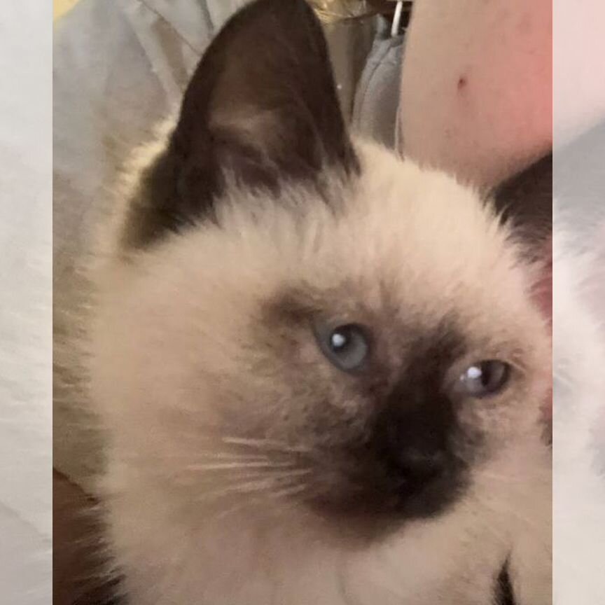 Сиамский котёнок