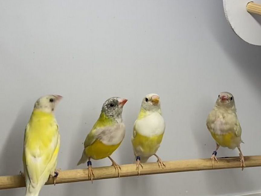 Амадина гульда самцы лето 2023