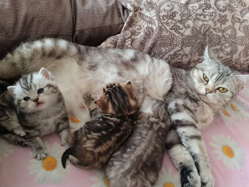 Шатланские котята