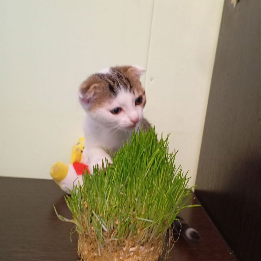 Шотландский вислоухий длинношёрстный котёнок