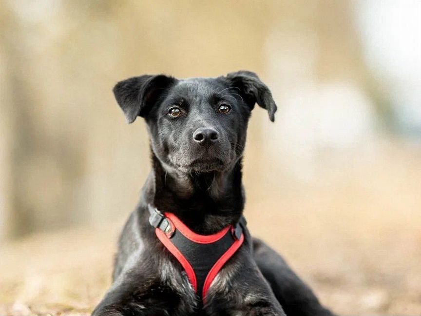 Собака метис пинчера терьера