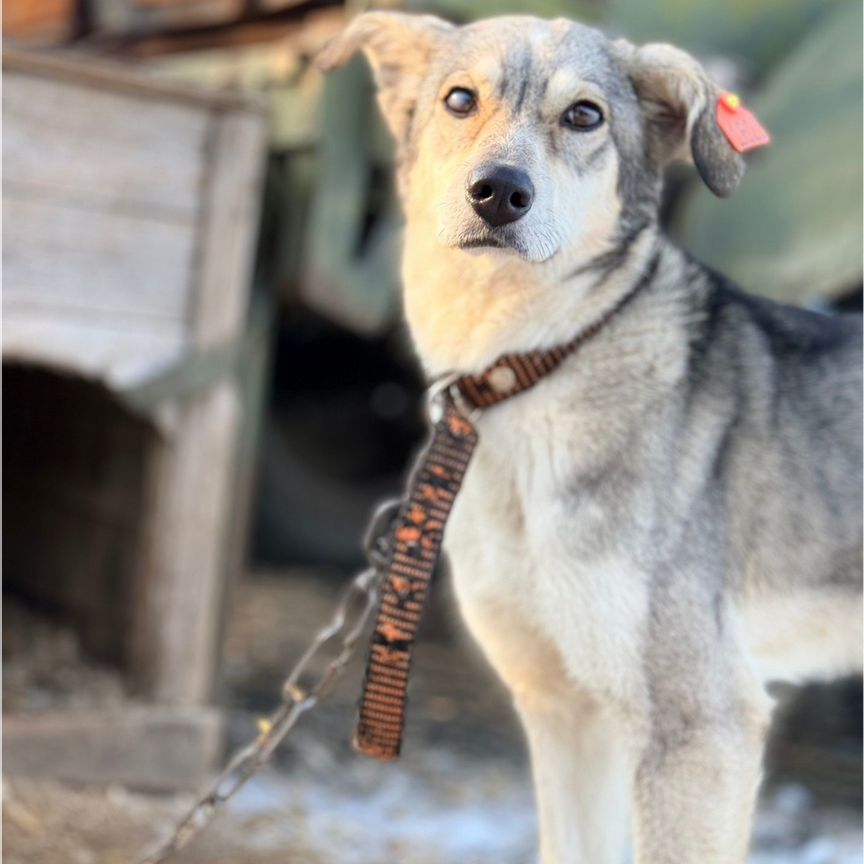 Взрослая собака в добрые руки