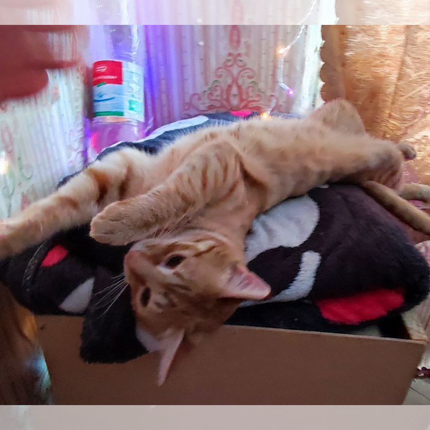 Котёнок в добрые руки