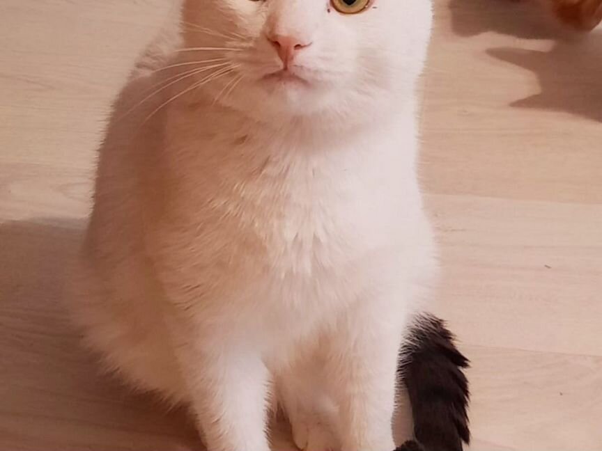 Сиротка Кузенька