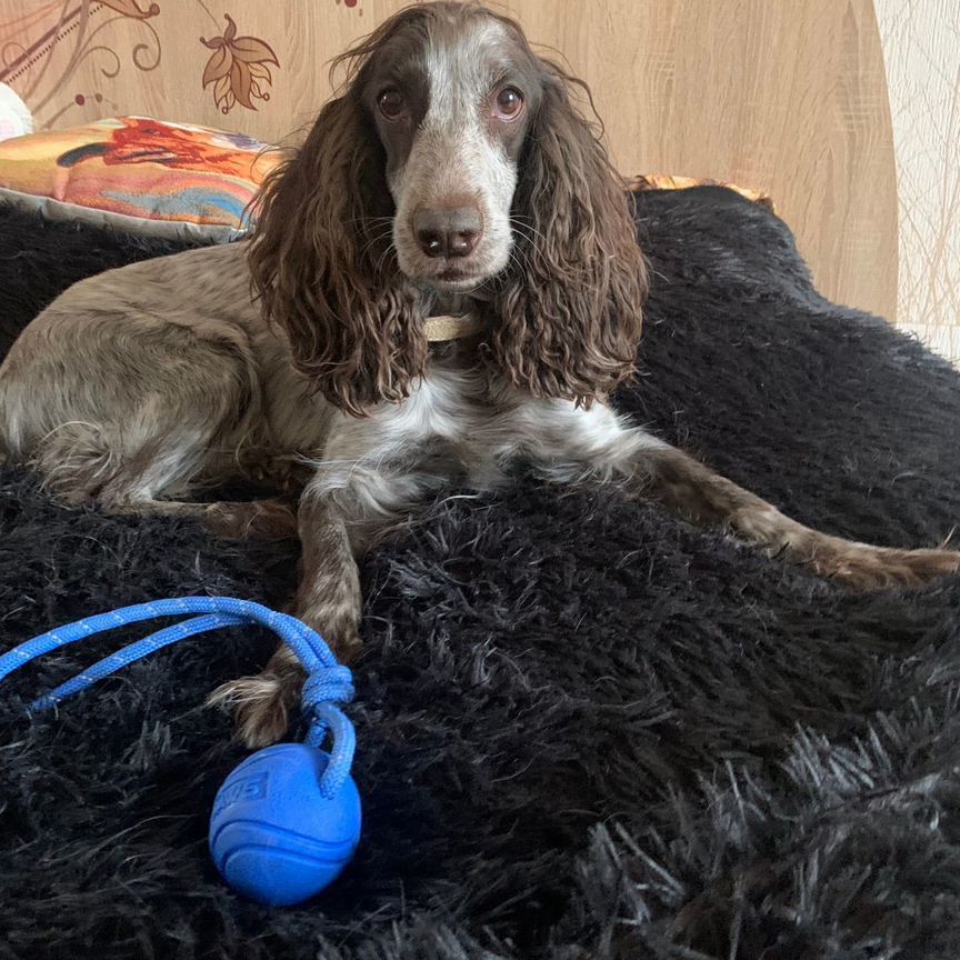 Русский охотничий спаниель, взрослая собака