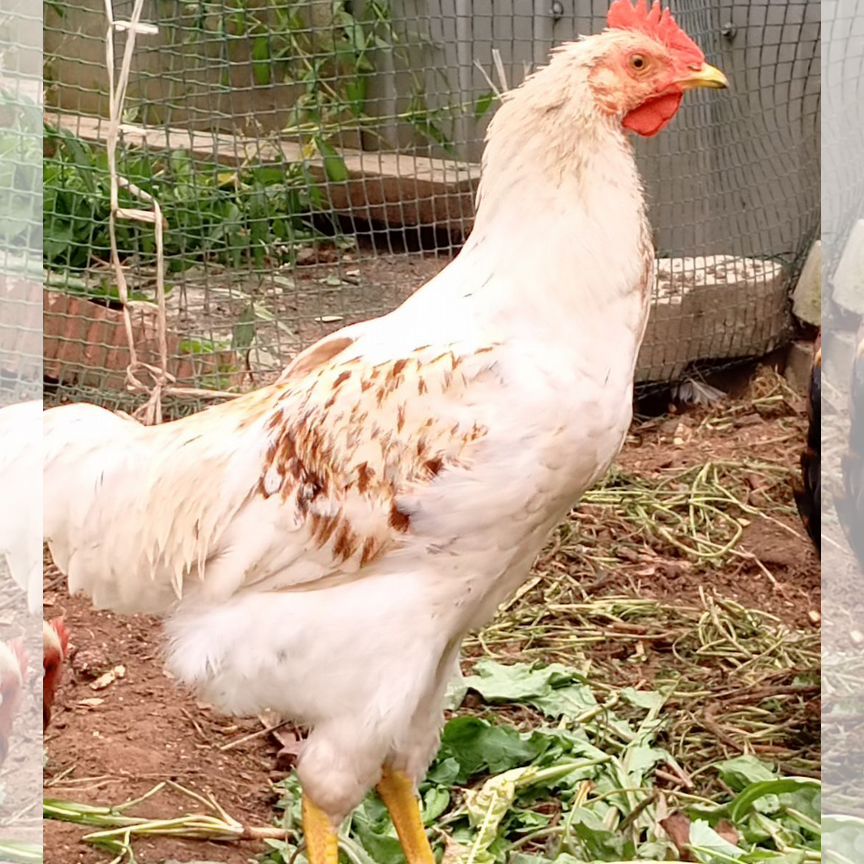 Молодые петухи