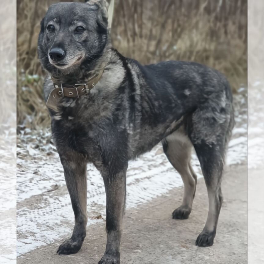 Взрослая собака в добрые руки