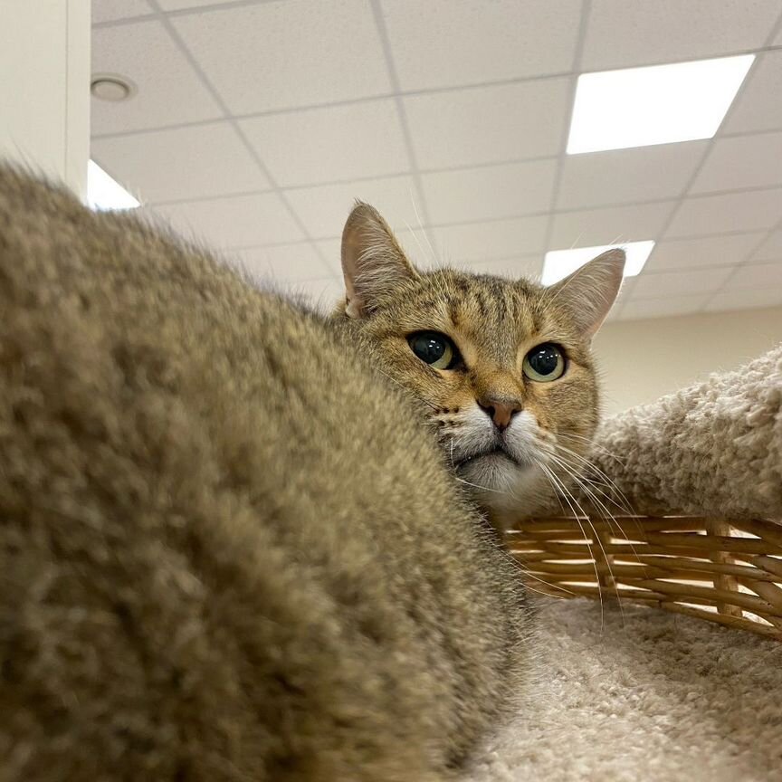 Мелисса ищет дом