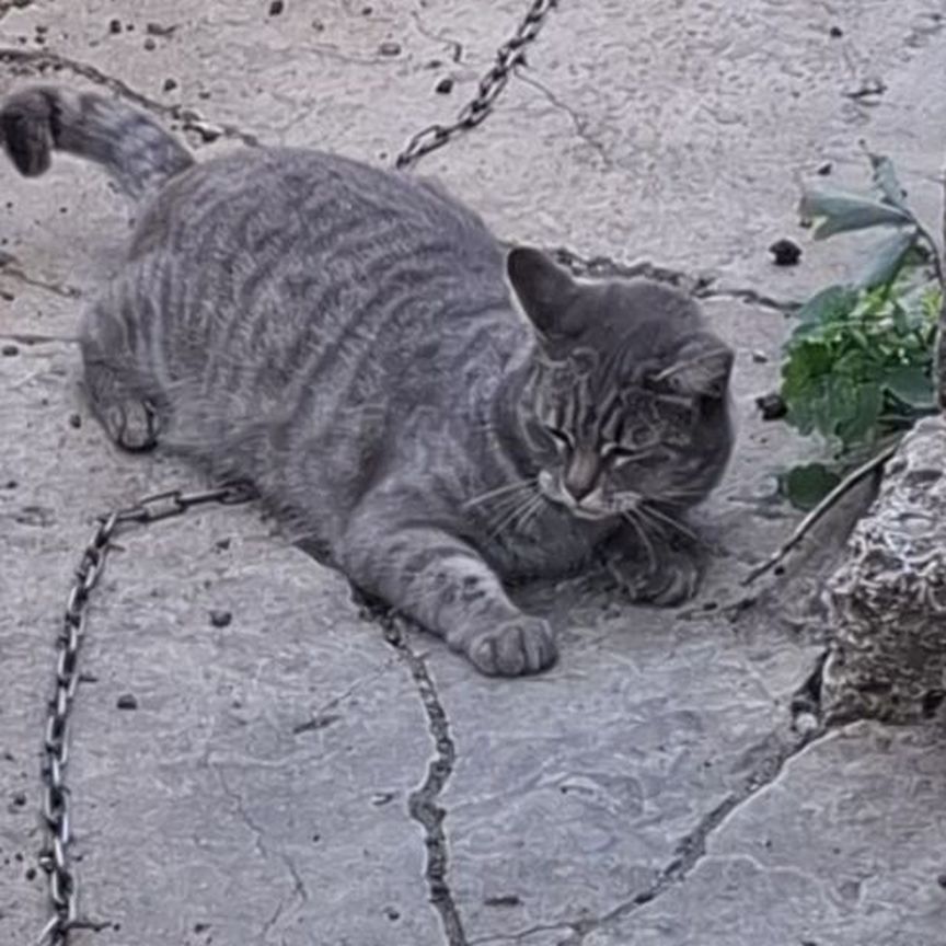 Потерялась кошка, помогите найти