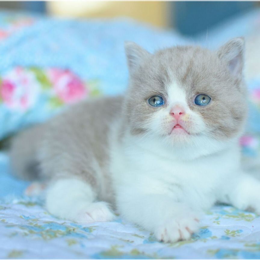Британский короткошёрстный котёнок