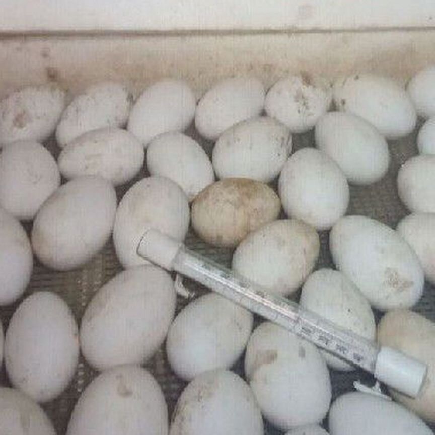 Яица гусиные инкубационные