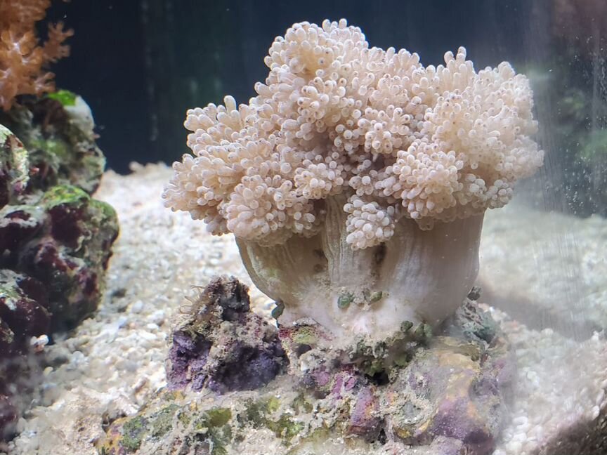 Коралл кенийское дерево капнелла, флюрит