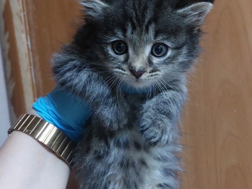 Котята мальчики норвежская лесная кошка