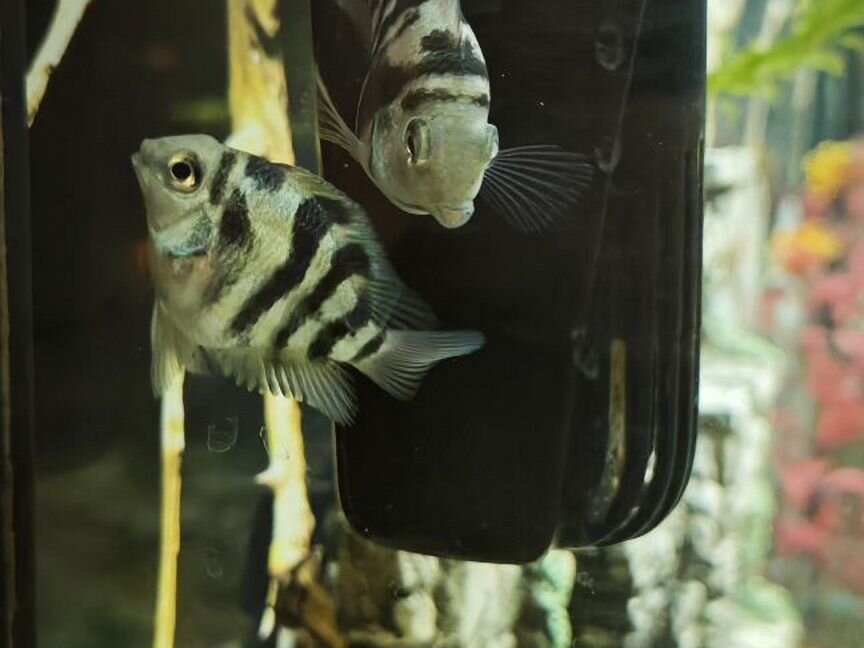 Тигровый синий попугай