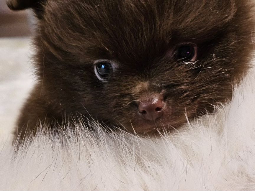 Продажа щпиц немецкий