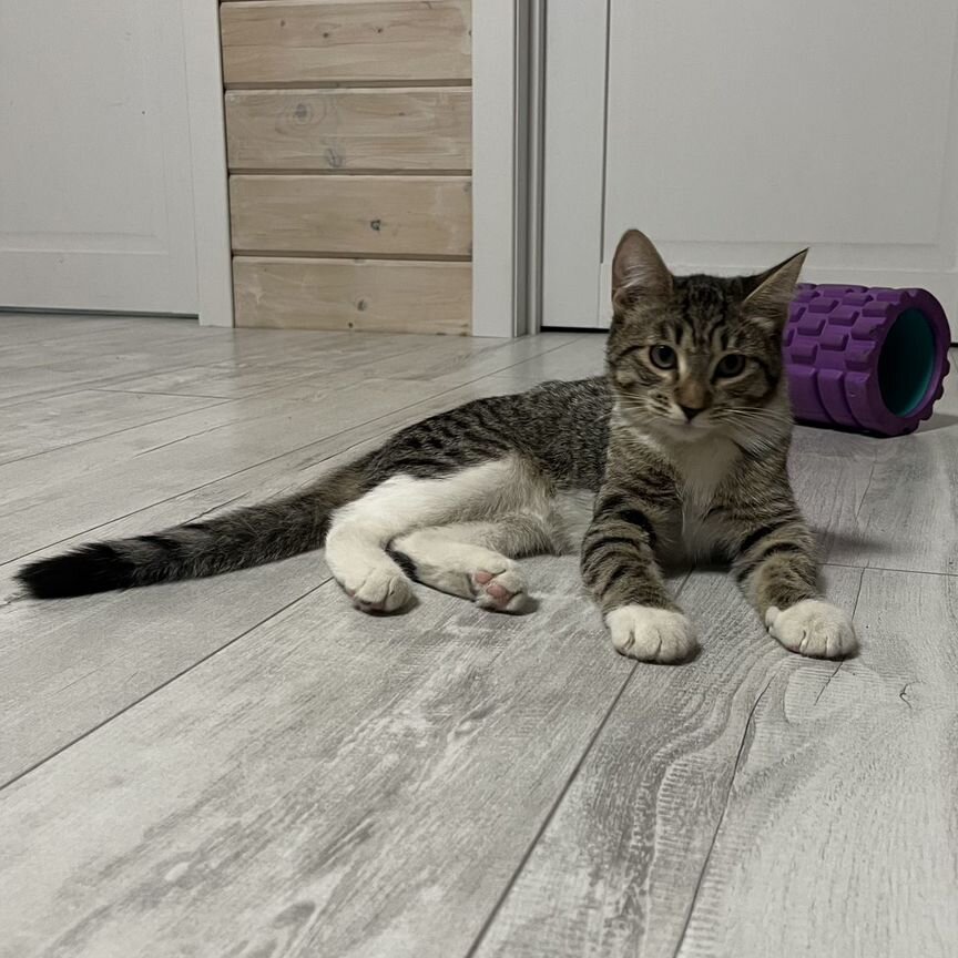 Котёнок в добрые руки