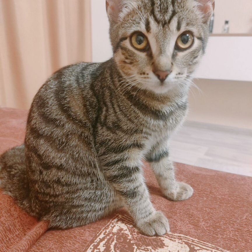 Котенок Мася 5 месяцев