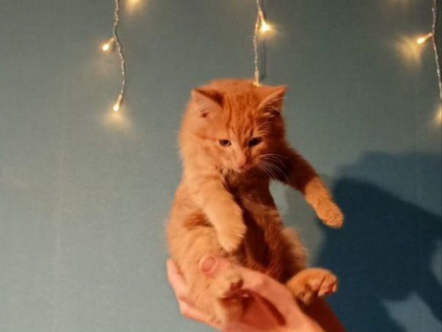 Отдаю котят в добрые заботливые руки
