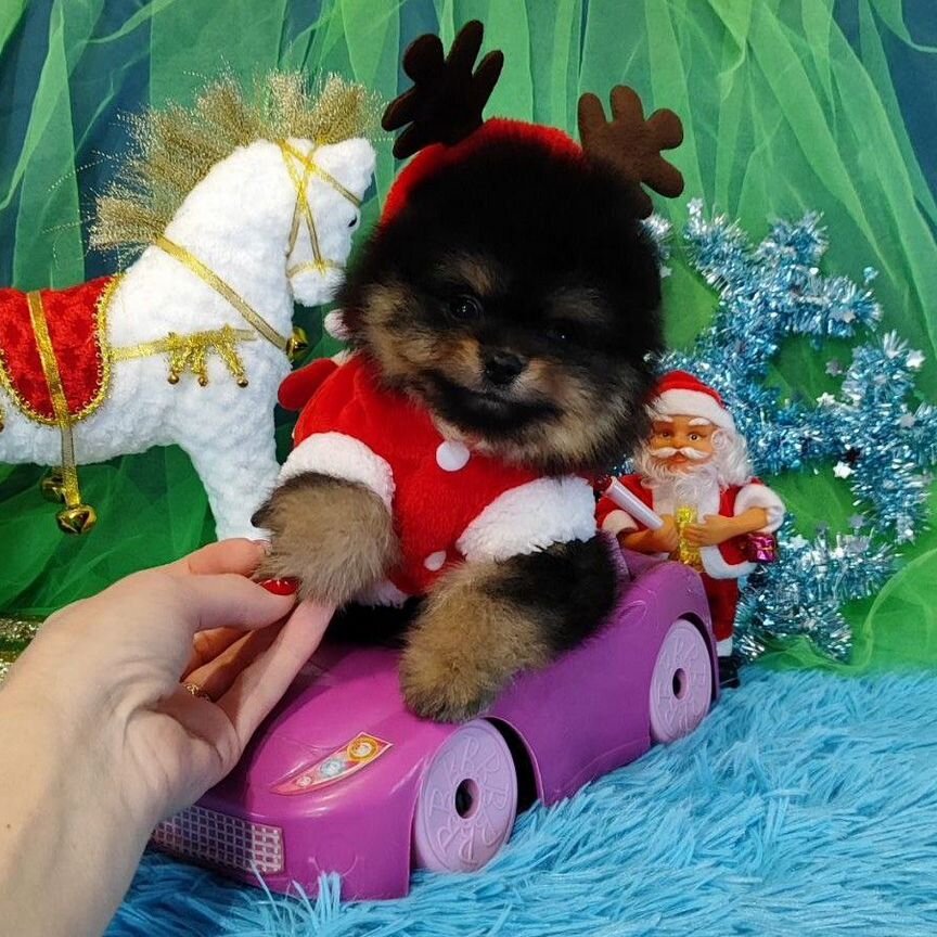 Померанский шпиц, щенок