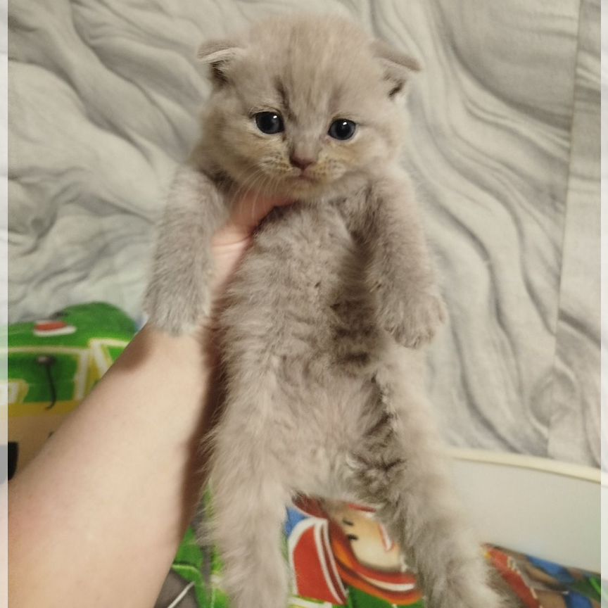 Британский короткошёрстный котёнок