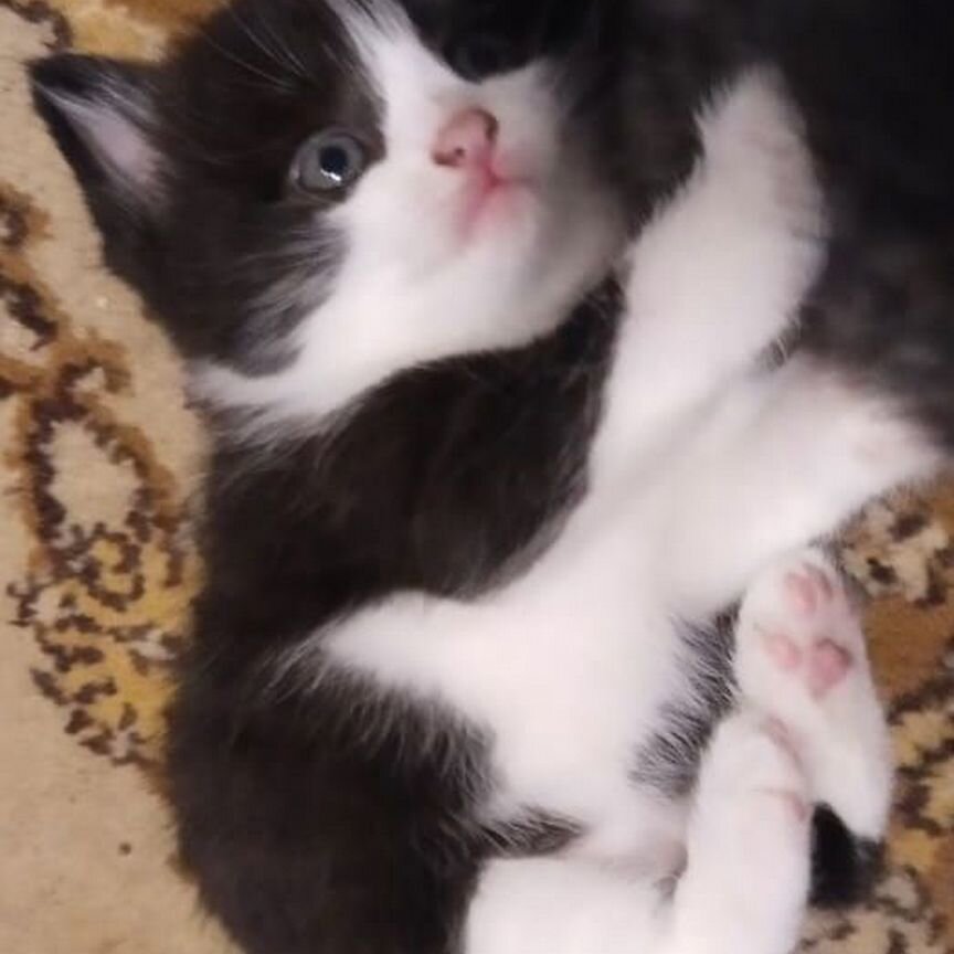 Кошки