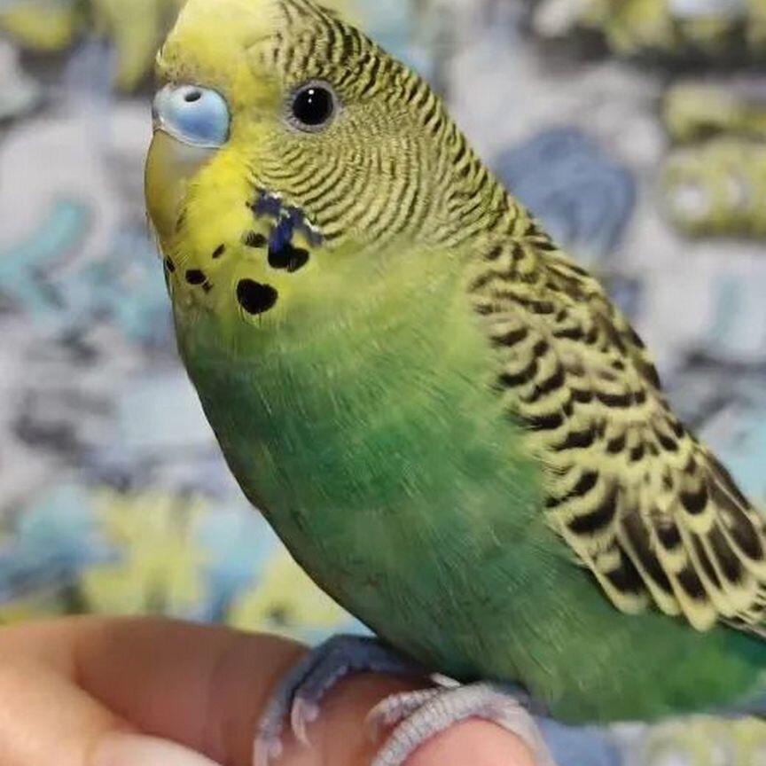 Волнистый попугай с клеткой