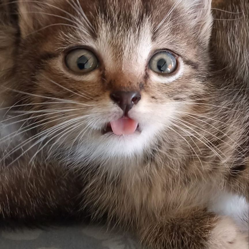 Маленькие котики