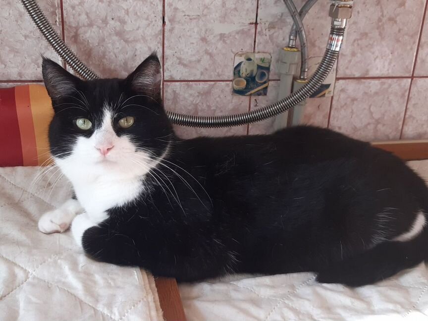 Кошка