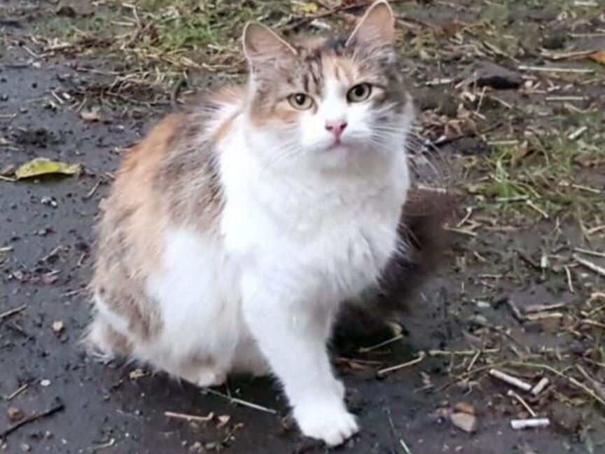 Котики по договору ненавязчивого отслеживания