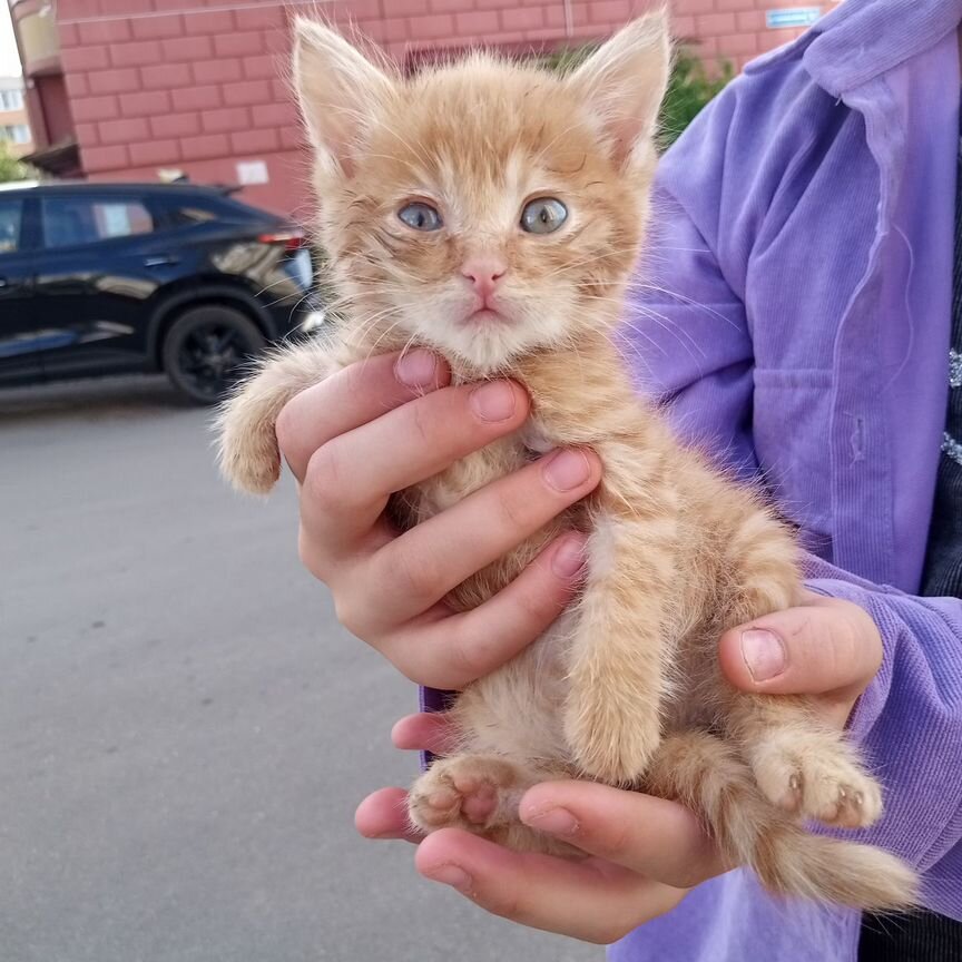 Выбросили котенка