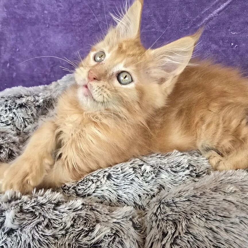 Мейн-кун котёнок