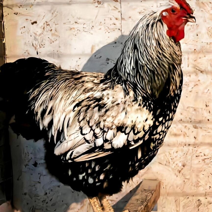 Петух виандот