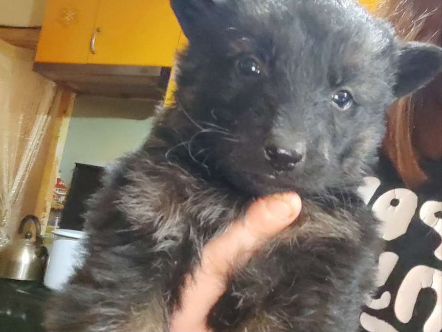 Щенки немецкой овчарки