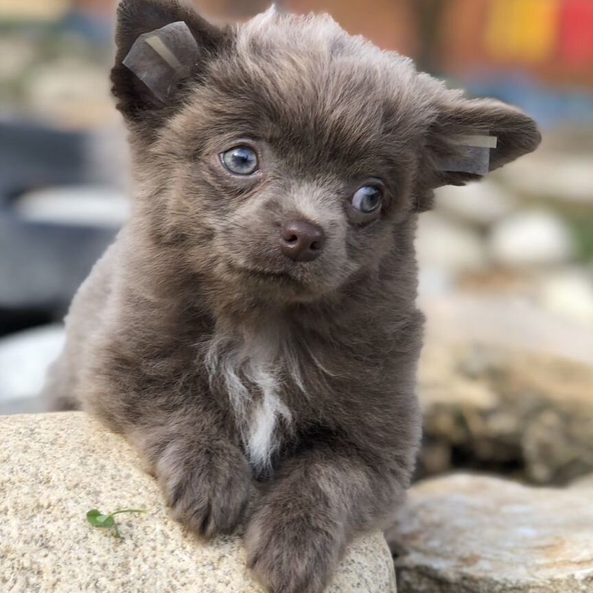 Чихуахуа лиловые мини, шоколад, голубой