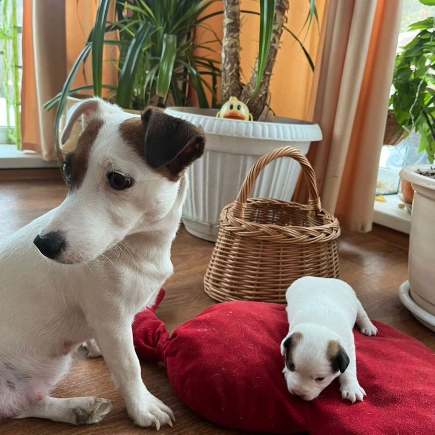 Щенок джек рассел терьер