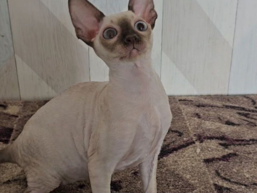 Корниш, котик