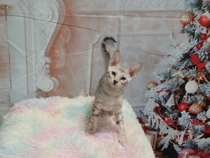 Ориентальная кошечка на серебре