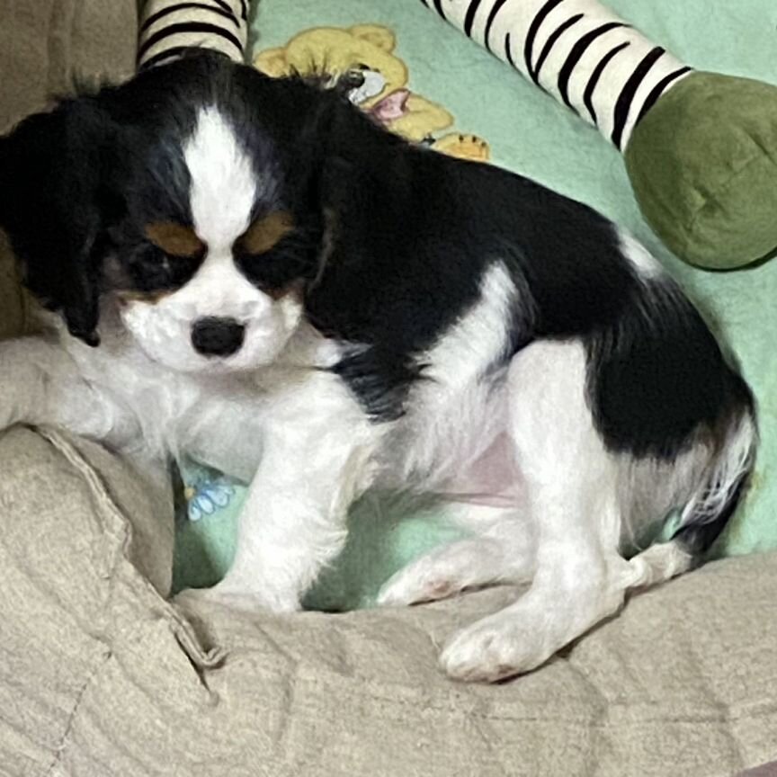 Кавалер кинг-чарльз-спаниель, щенок