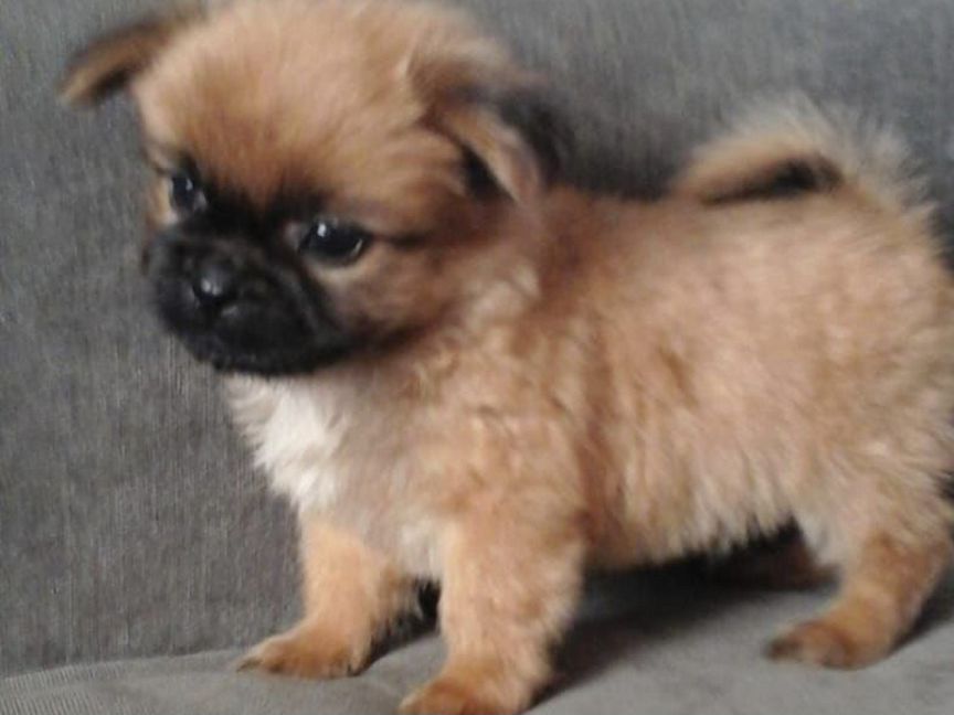 Щенки шпиц+пикинес