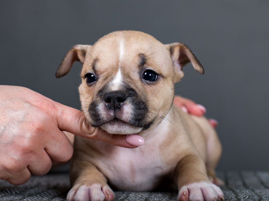 Булли малыши