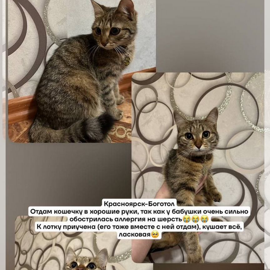 Отдам в хорошие руки котенка