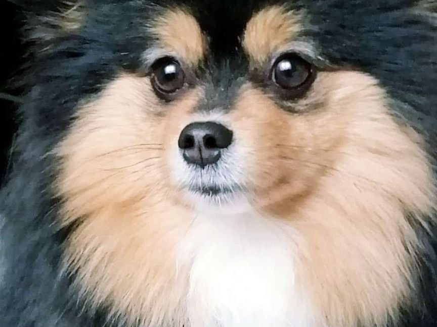 Шпиц девочка (нужен жених)