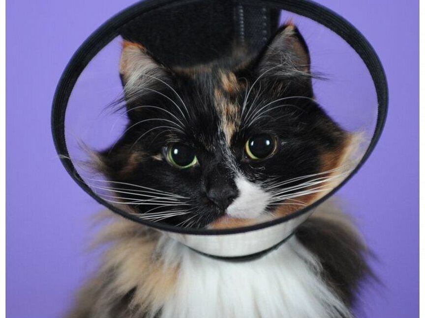 Защитный воротник для котят и кошек