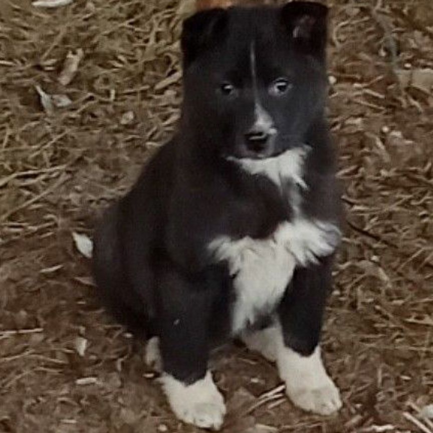 Западносибирская лайка, щенок