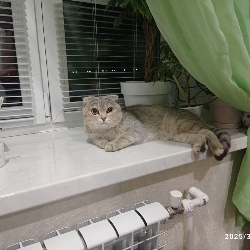 Шотландский веслоухий кот отдам