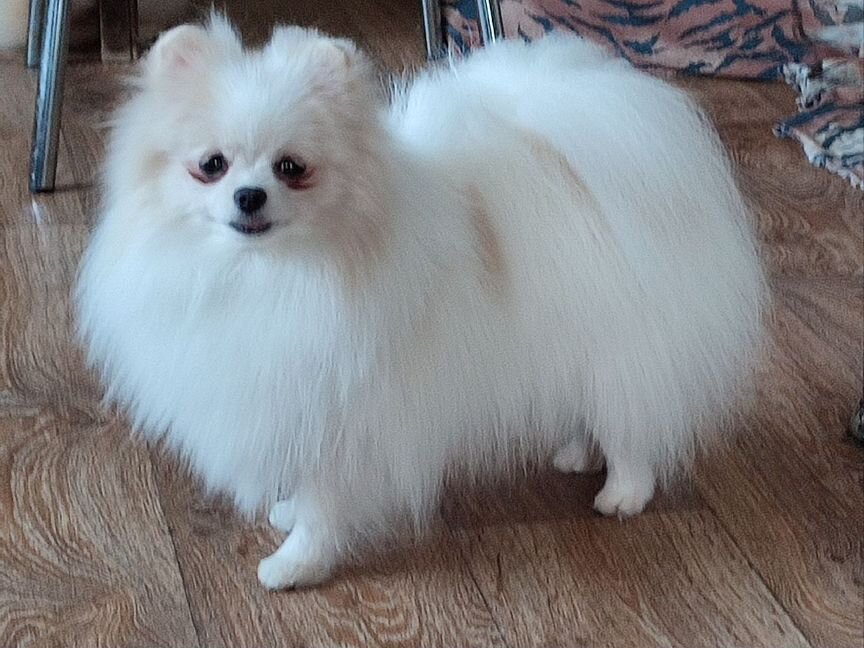 Померанский шпиц